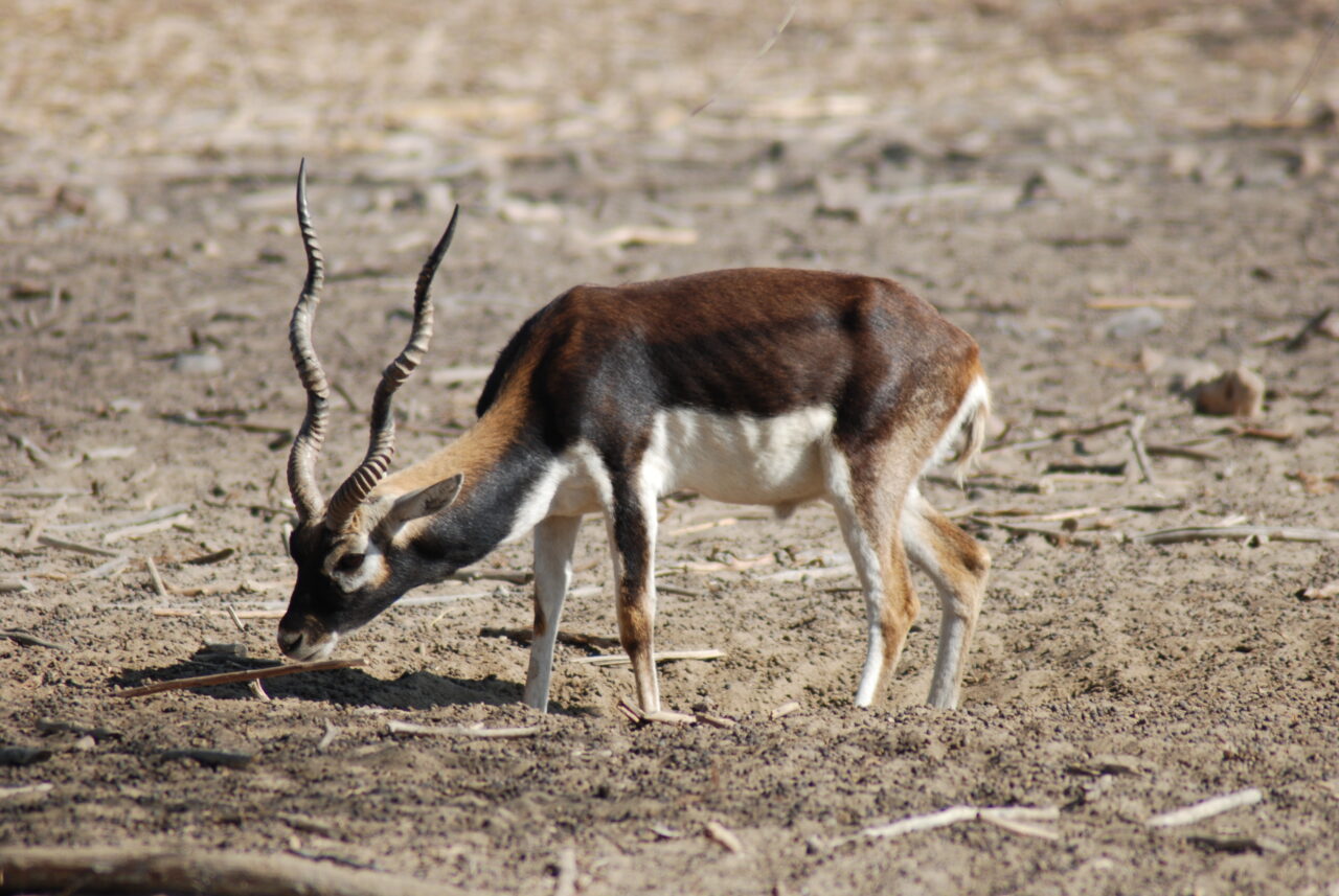 Gallery - Pakistan Wildlife Foundation